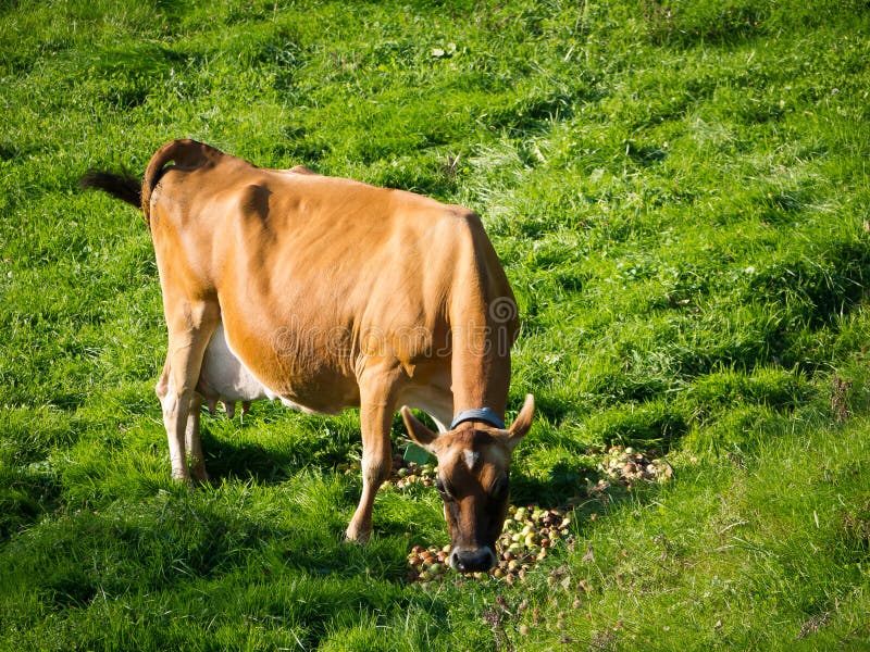 Dairy Cow Grazing in Pasture Stock Photo - Image of beef, country: 28799260