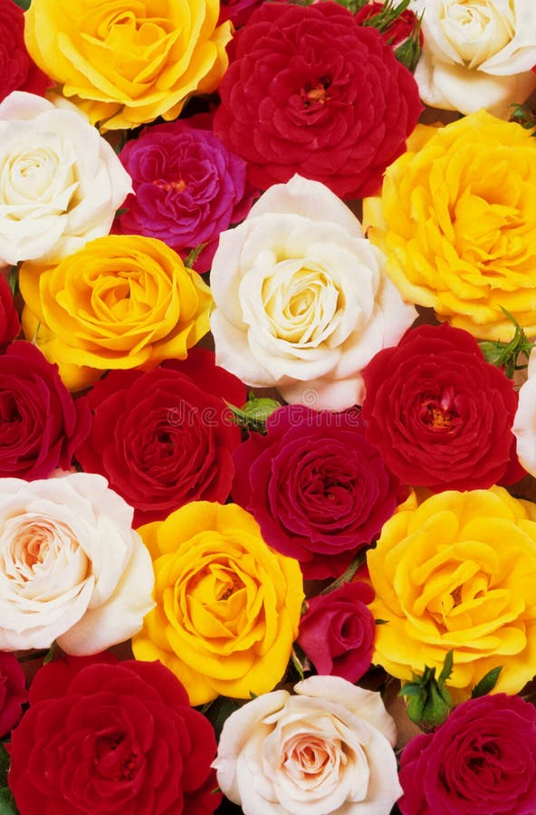 Bett der Rosen stockbild. Bild von einzeln, mütter, karte - 6645537