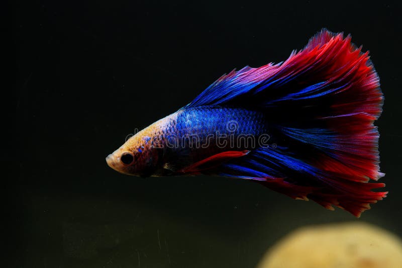 Betta, Aqua Blue and Red Color. Siamese Fighting Fish Stock Image ...