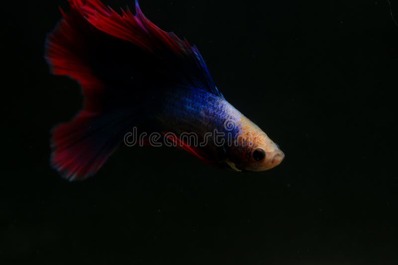 Betta, Aqua Blue and Red Color. Siamese Fighting Fish Stock Photo ...