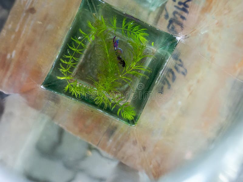 Betta or Called Fighting Fish in the Jar Stock Image - Image of betta ...