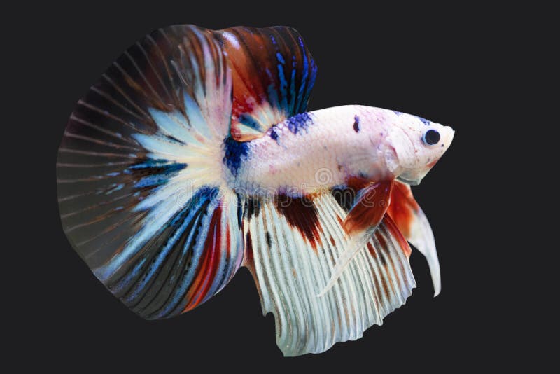 Betta Candy Plakat HM Male or Plakat Fighting Fish Splendens Stock ...