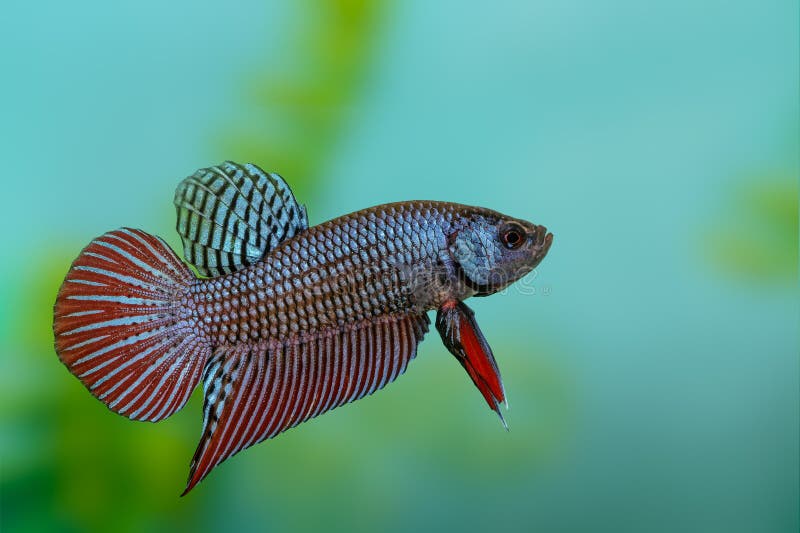 Betta De Mahachai O Mahachaiensis De Betta Foto de archivo - Imagen de ...