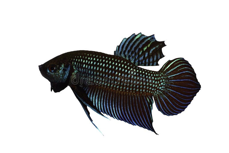 Betta De Mahachai Ou Mahachaiensis De Betta Imagem de Stock - Imagem de ...