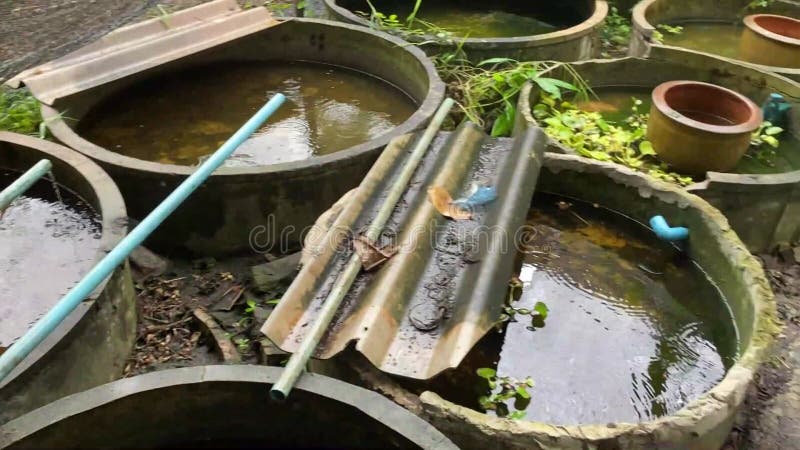 Betta Farm in Country Thailand Stock Footage - Video of nature, roof ...