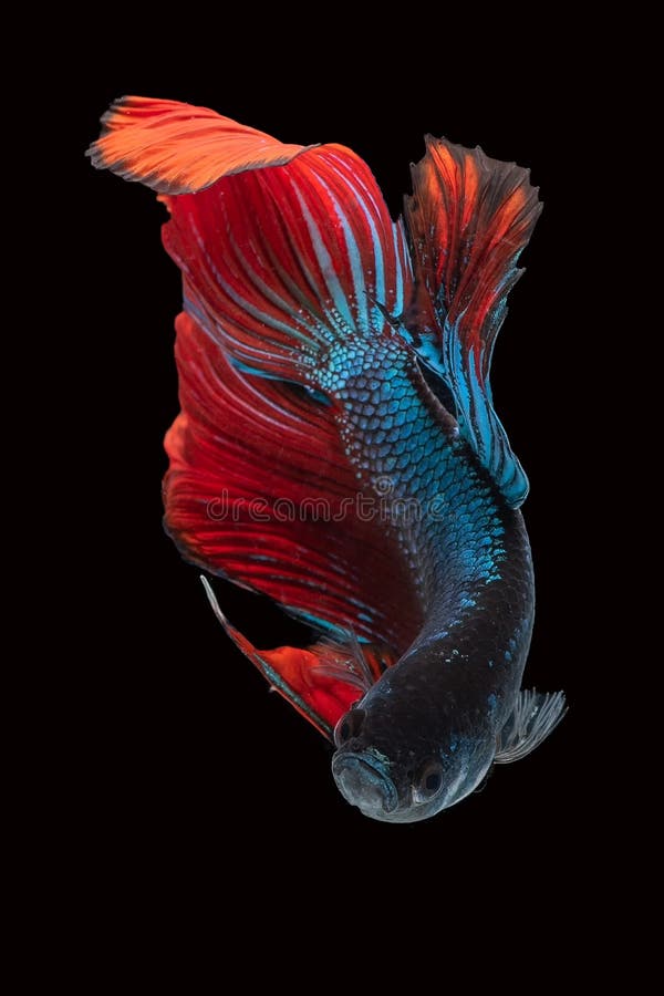 252 Viper Fish Stock Photos - Free & Royalty-Free Stock Photos from ...