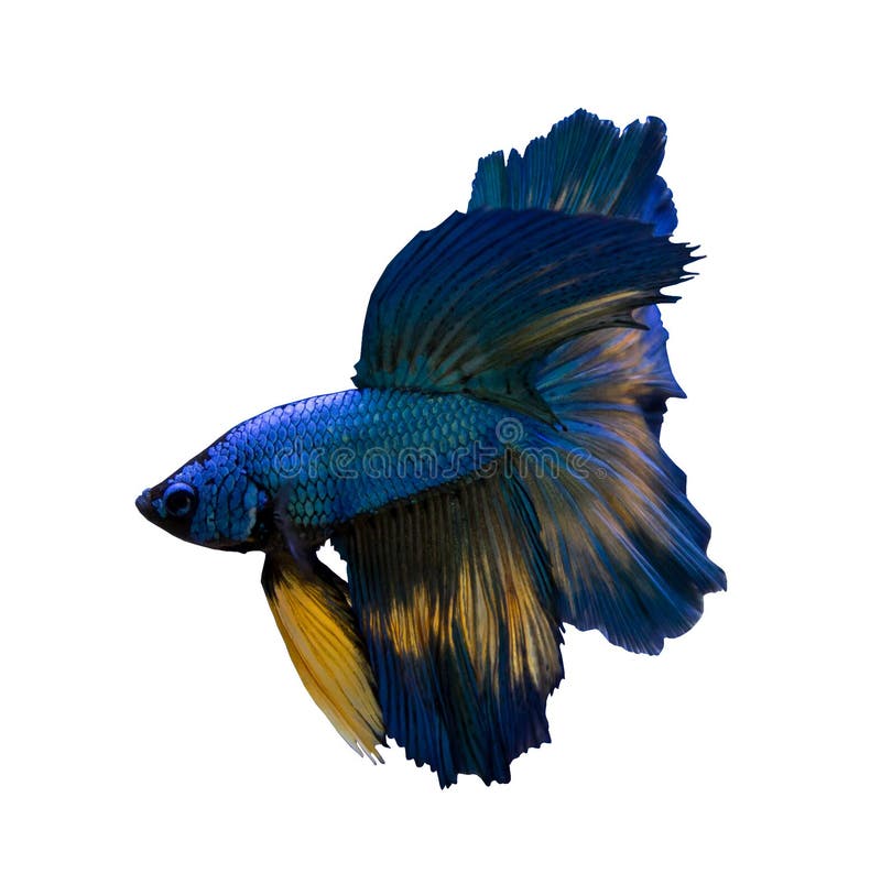 Betta Fighting Fish Isolated in White Background Stock Photo - Image of ...