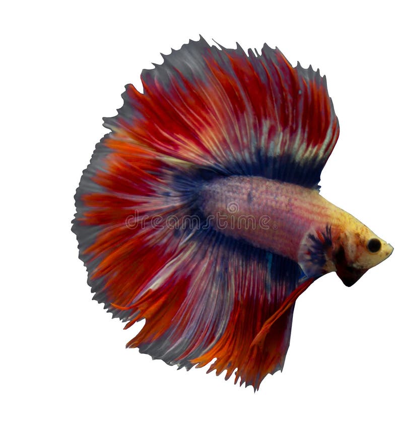 149 Thai Flag Betta Stock Photos - Free & Royalty-Free Stock Photos ...