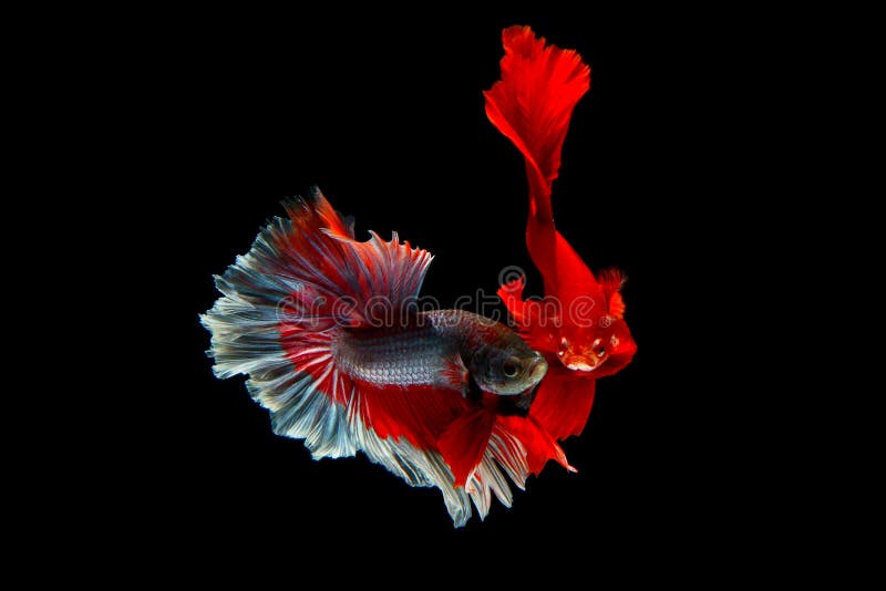 Betta fighting fish stock image. Image of aquarium, water - 52585041