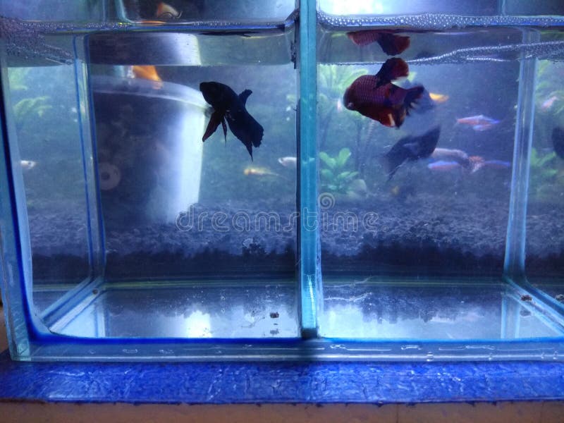 2 Betta Fish in Aquarium Look Nice Stock Photo - Image of aquarium ...