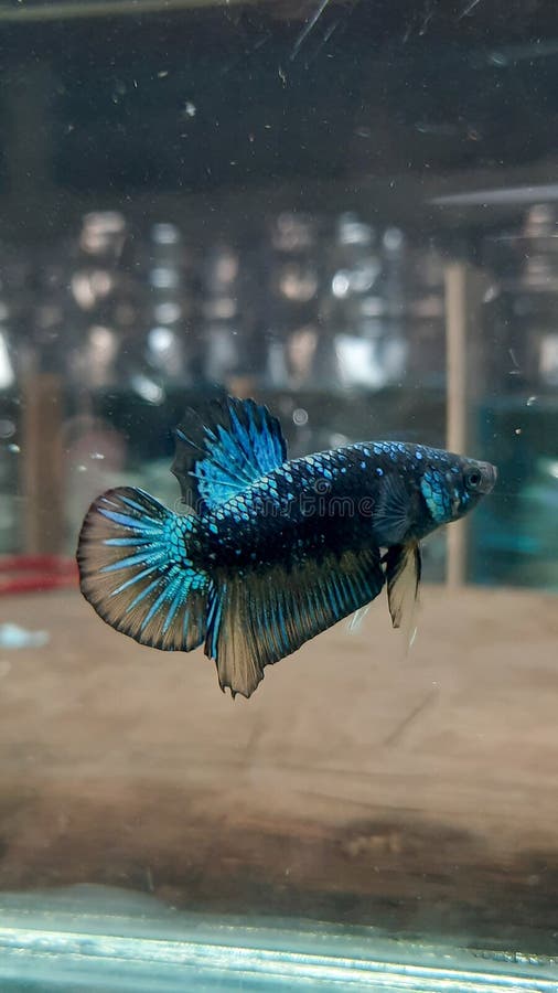 Betta Fish Avatar Blue Mustard Stock Photo - Image of bluebetta ...