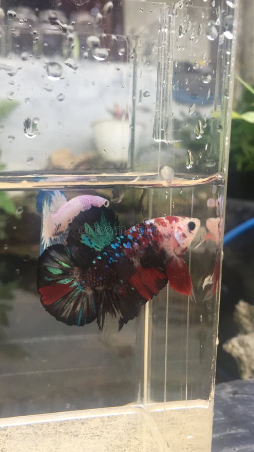 Betta fish â€œavatarâ€ stock photo. Image of fish, home - 206443626
