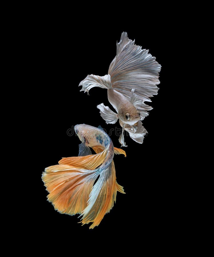 Two betta Fish stock photo. Image of nature, siamessefightingfish ...