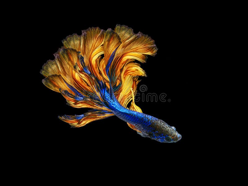 Yellow Tail stock image. Image of color, black, isolated - 186507901