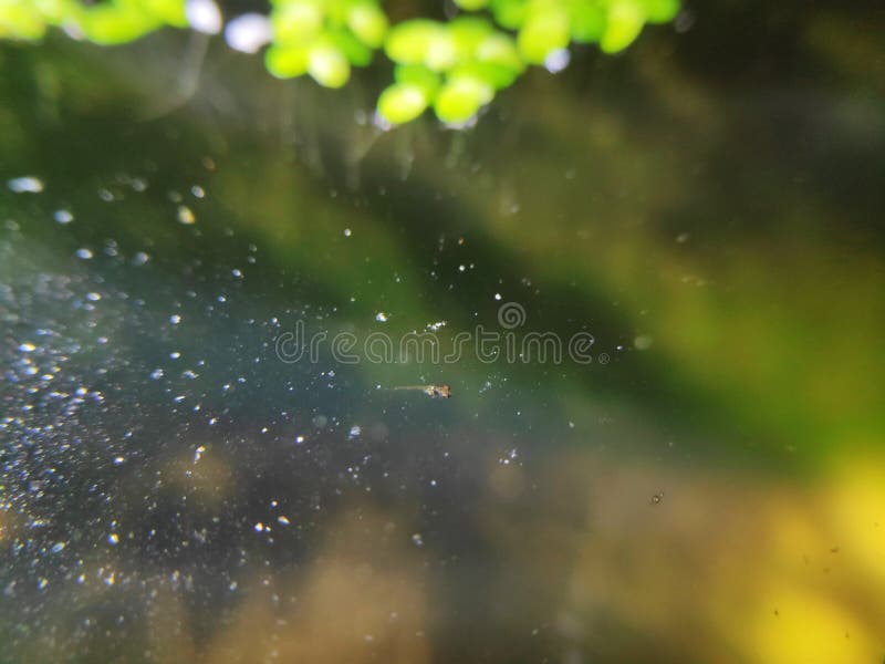 Betta Fish Baby Pond Close Up Makro Stock Photo - Image of makro, close ...