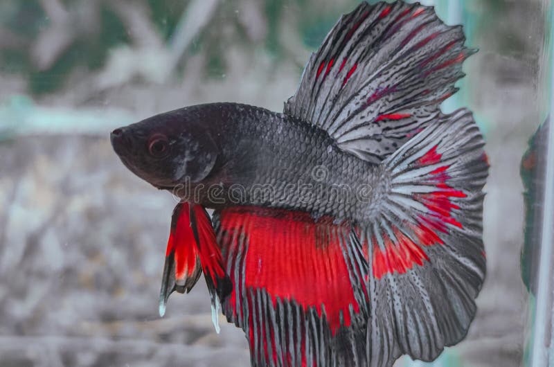 Betta Fish with Beautiful Fins Stock Image - Image of betta, snapseed ...