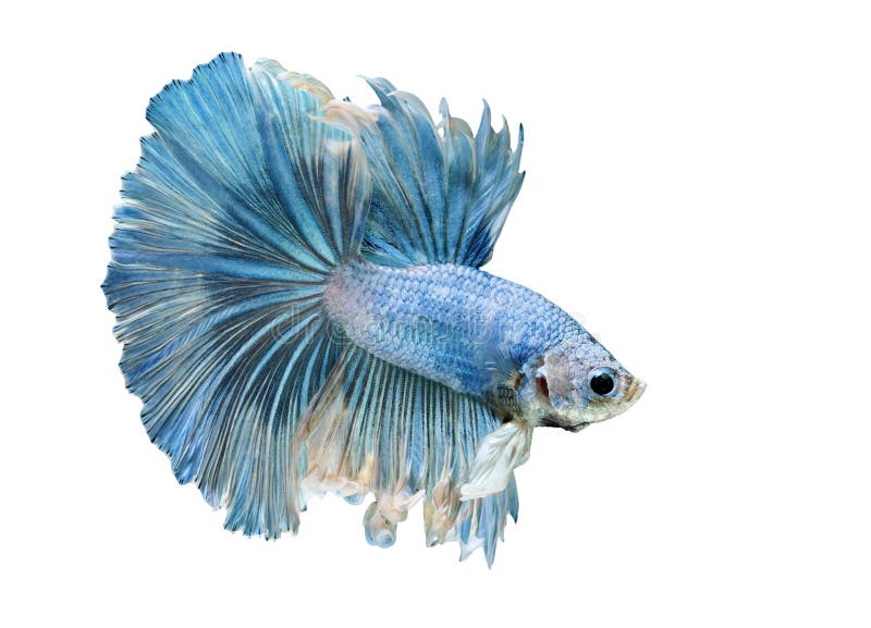 Betta Fish, Betta Splendens ,Siamese Fighting Fish, Blue Fish on White ...
