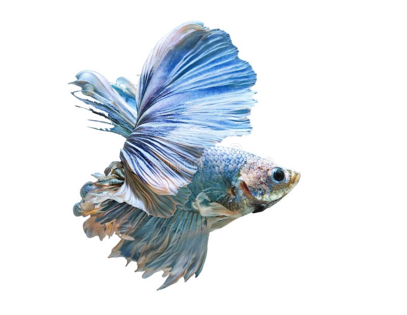 Betta Fish, Betta Splendens ,Siamese Fighting Fish, Blue Fish on White ...