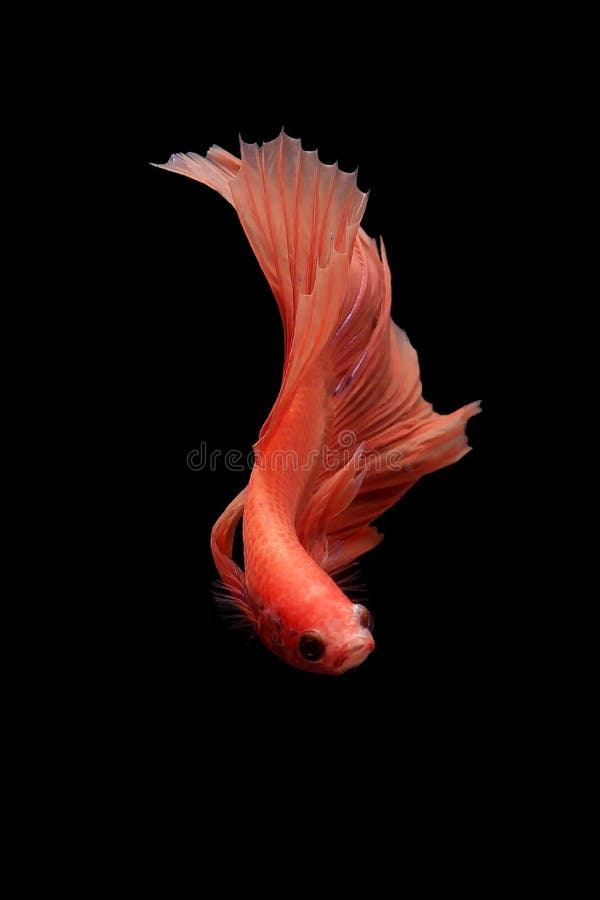 Betta Fish, Betta Fish on a Black Background in Motion Stock Photo ...