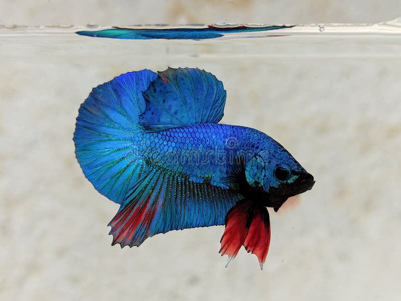 Betta Fish Blue Red Tail Spesial Collection Stock Image - Image of blue ...