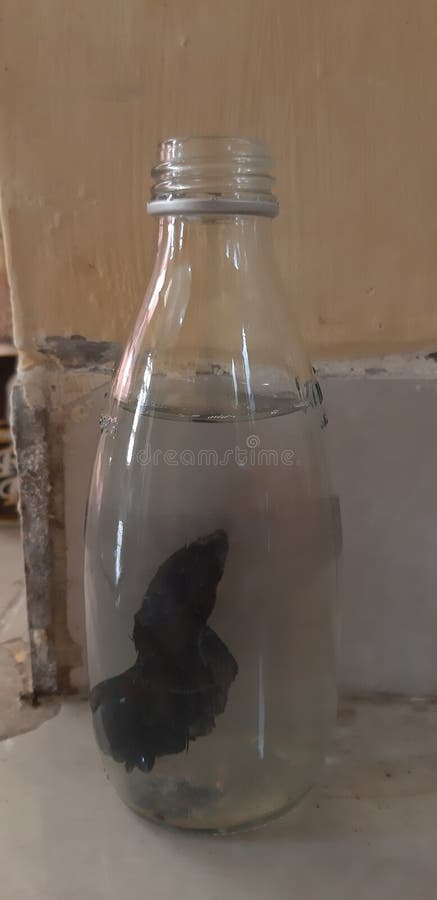 Betta fish in the bottle stock image. Image of betta - 205162173