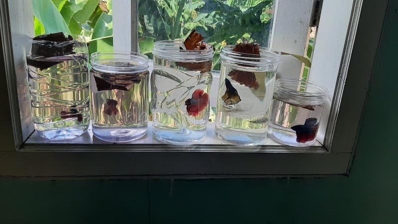 Betta Fish Collection stock image. Image of meal, restaurant - 263441689