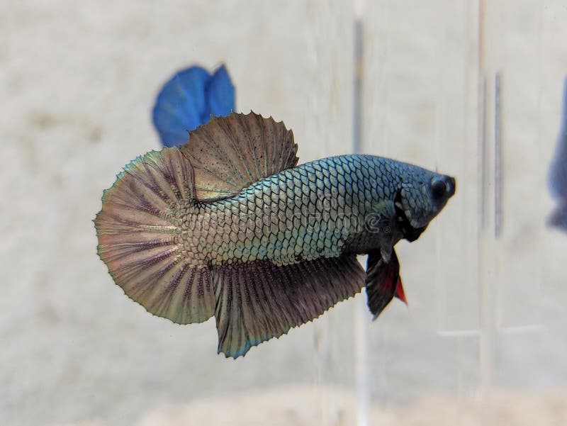 Betta Fish with Cooper Colour and Rare Stock Image - Image of fish ...