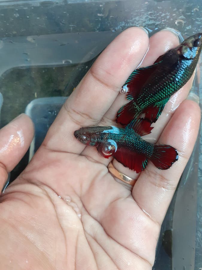 Betta Fish in a Cute and Unique Box with Red and Black Colors Stock ...