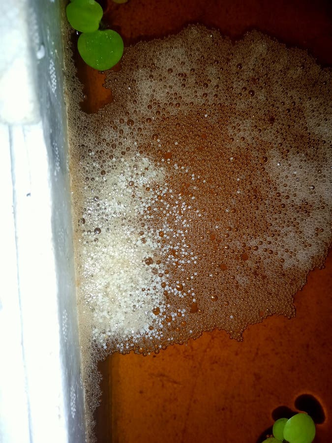 Betta fish egg stock photo. Image of fish, gonad, breeding - 203786544