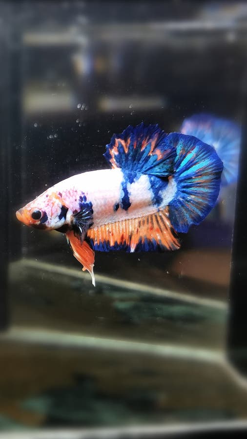 Fancy marble texture stock photo. Image of decorating - 15819192