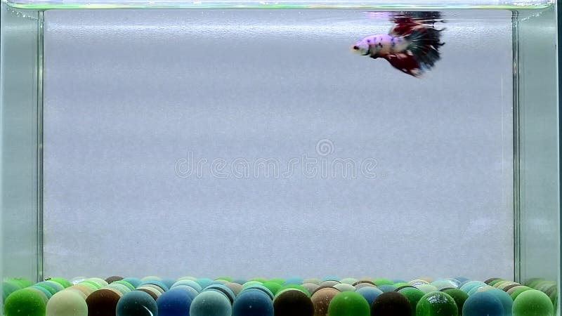 Betta Fish Fancy Nemo Blue Multicolor Halfmoon Fighting Fish from ...