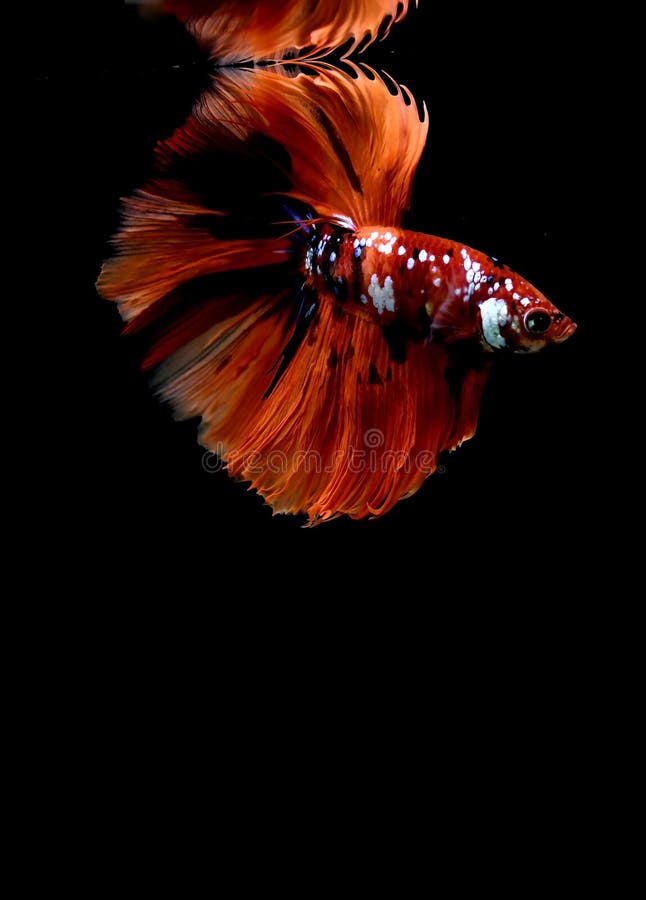 Betta Fish Fancy Nemo Galaxy Halfmoon Fighting Fish from Thailand Stock ...