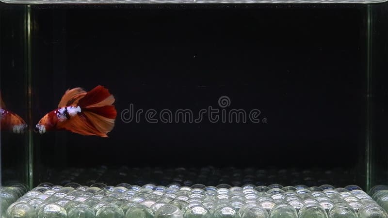 Betta Fish Fancy Nemo Halfmoon Long Tails Stock Footage - Video of ...
