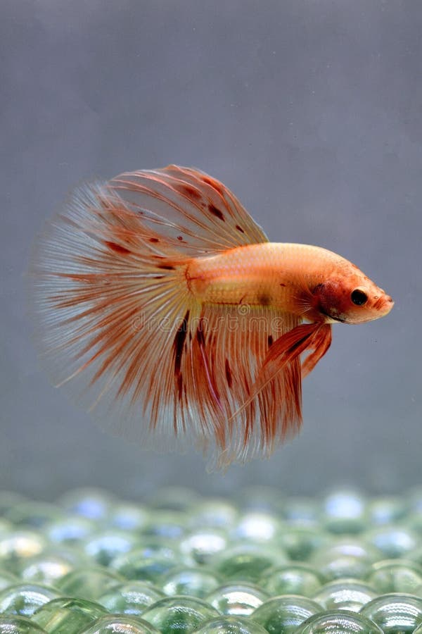 Betta Fish Fancy Orange Vanda or Firework Halfmoon Stock Image - Image ...