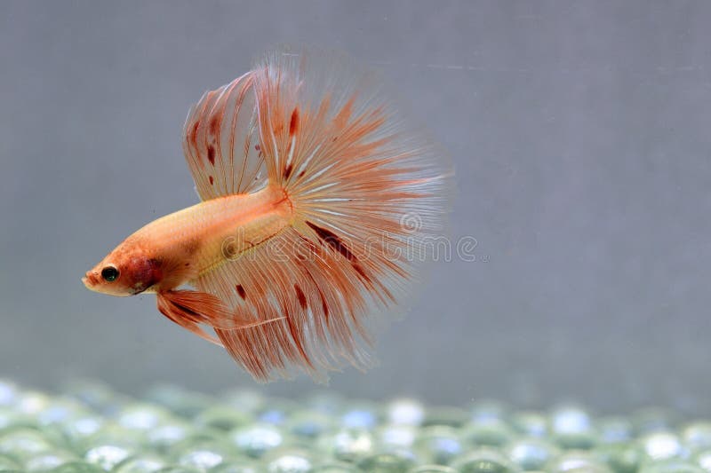 Betta Fish Fancy Orange Vanda or Firework Halfmoon Stock Image - Image ...