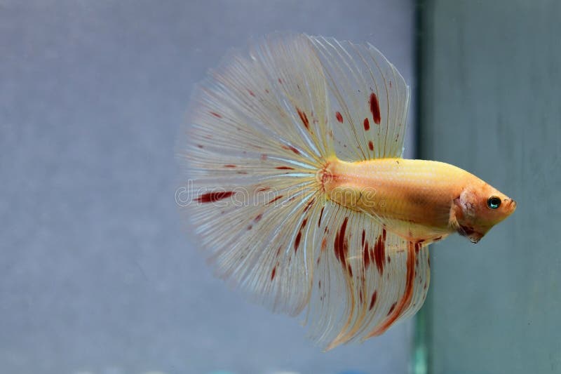 Betta Fish Fancy Vanda Firework Halfmoon Long Tails Grey Background ...