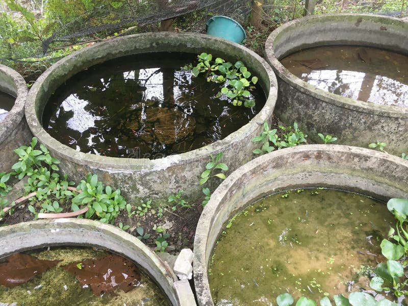 Betta Fish Farm in Country Thailand Stock Photo - Image of betta ...