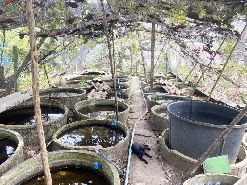 Betta Fish Farm in Country Thailand Stock Photo - Image of closeup ...