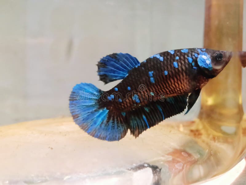 Betta Fish Female Avatar Blue Back Stock Image - Image of female, fish ...