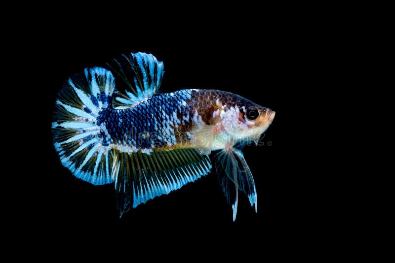 Betta Fish Fight In The Aquarium Stock Photo - Image of color ...