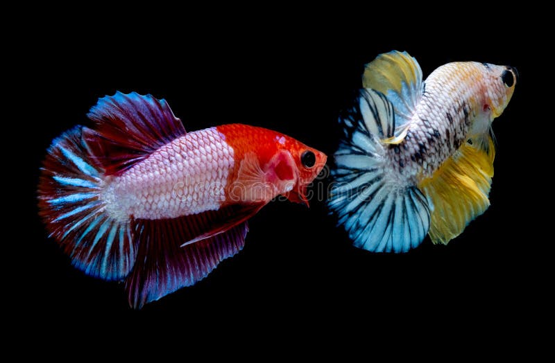 Betta Fish Fight in the Aquarium Black Blackground Stock Photo - Image ...