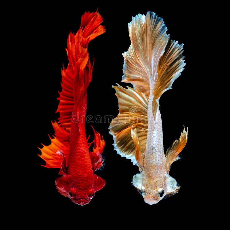 Betta Fish Fight in the Aquarium Stock Image - Image of closeup ...