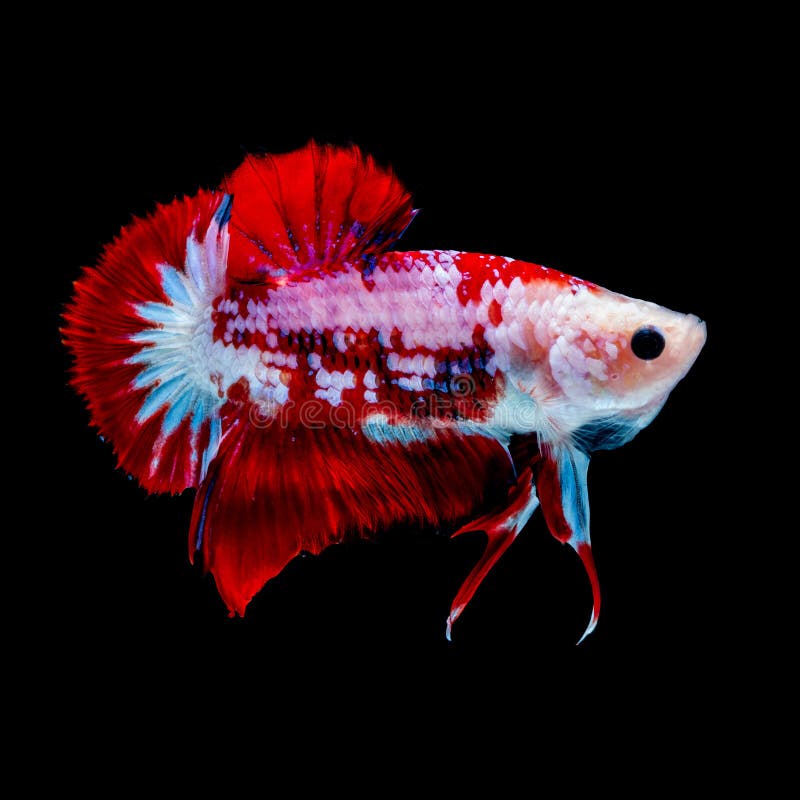 Betta Fish Fight in the Aquarium Stock Photo - Image of aggressive ...