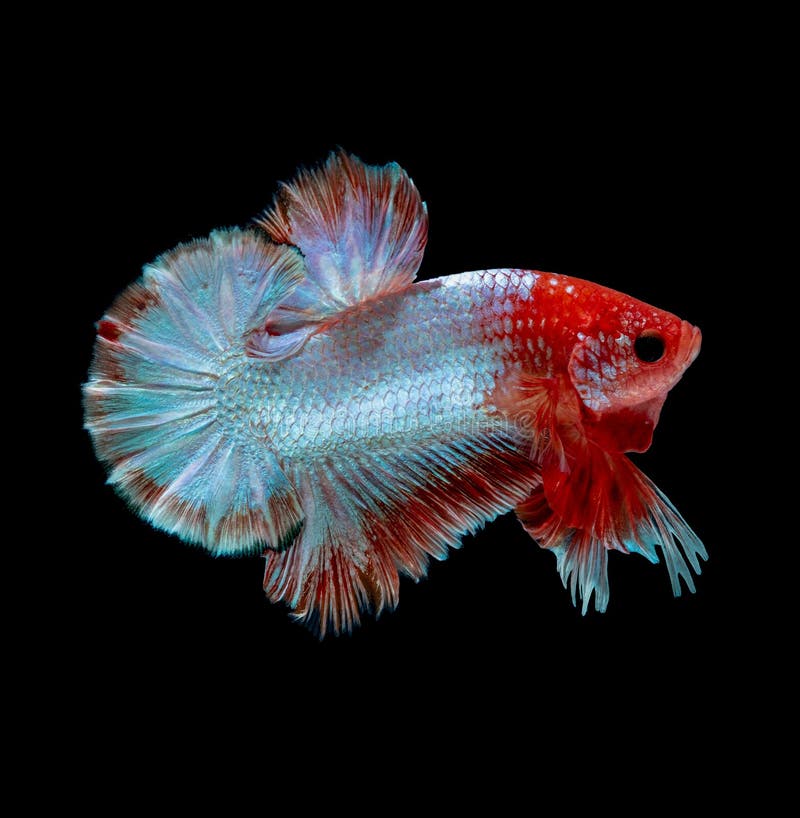 Betta Fish Fight in the Aquarium Stock Photo - Image of siamese, exotic ...