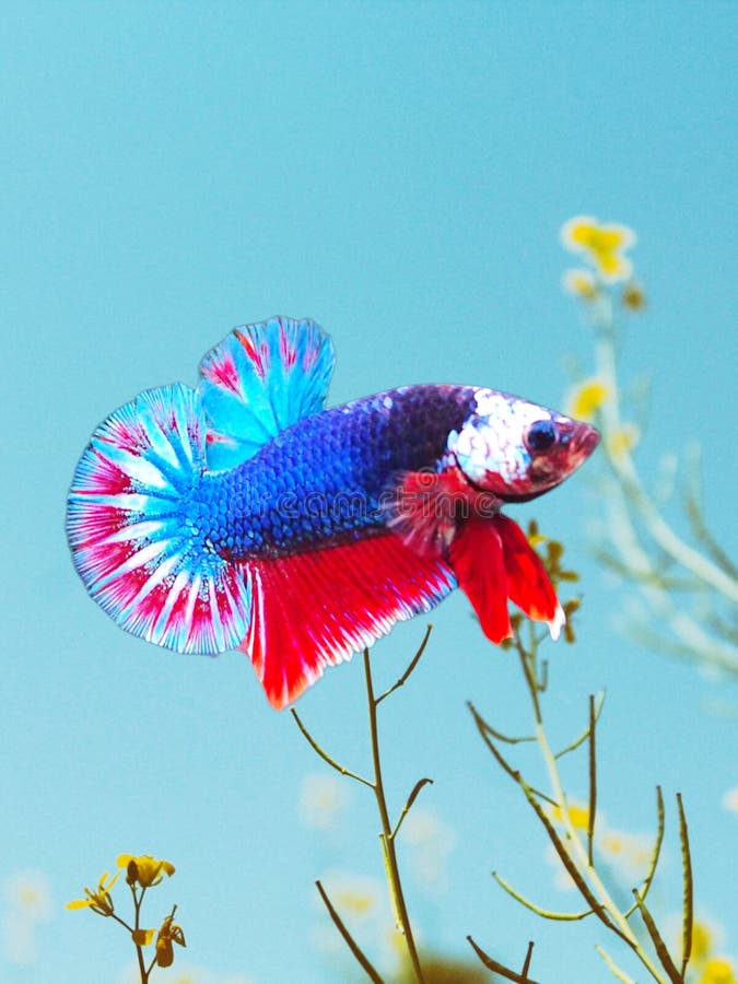 Betta Fish are Fighter Fish of Siam. Stock Illustration - Illustration ...