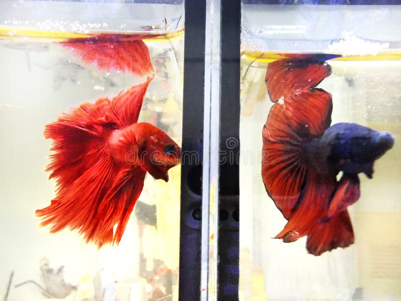Betta Fish Fighting Thailand Chinese Red Betta Stock Photo - Image of ...