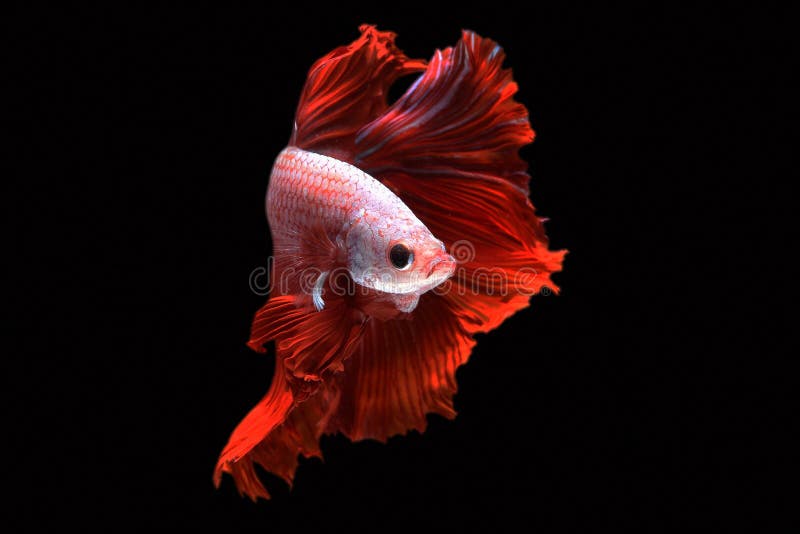 Betta Fish in Freedom Action Stock Photo - Image of luxury, color: 78501194