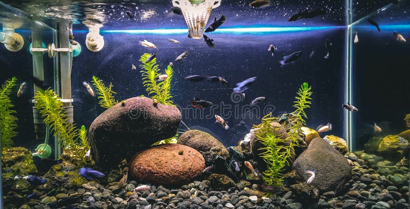 Betta Fish in Galaxy stock image. Image of cute, stone - 204986441
