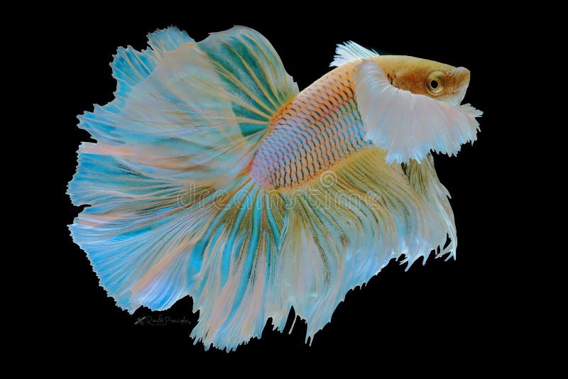 Betta Fish Halfmoon Dumbo Ear Stock Image - Image of dumbo, betta ...