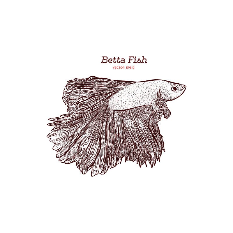 Betta Fish, Hand Draw Sketch Vector. Stock Vector - Illustration of ...
